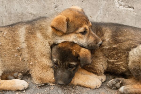 Neglected And Abused Animals